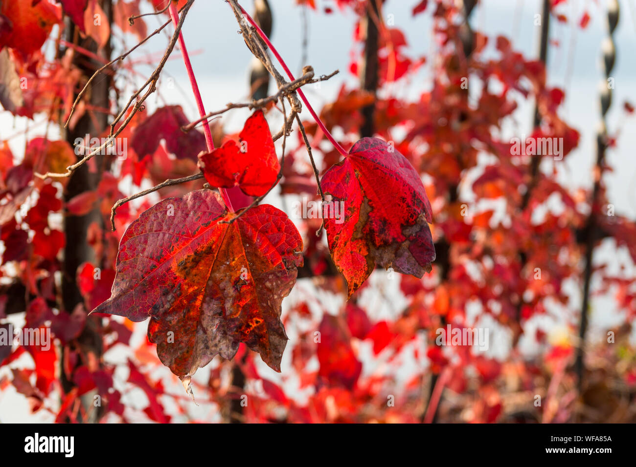 The colors of autumn leaves Stock Photo - Alamy