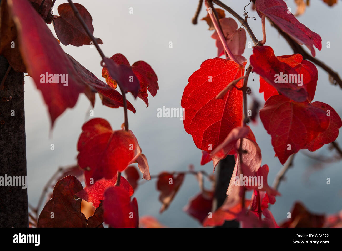 The colors of autumn leaves Stock Photo - Alamy