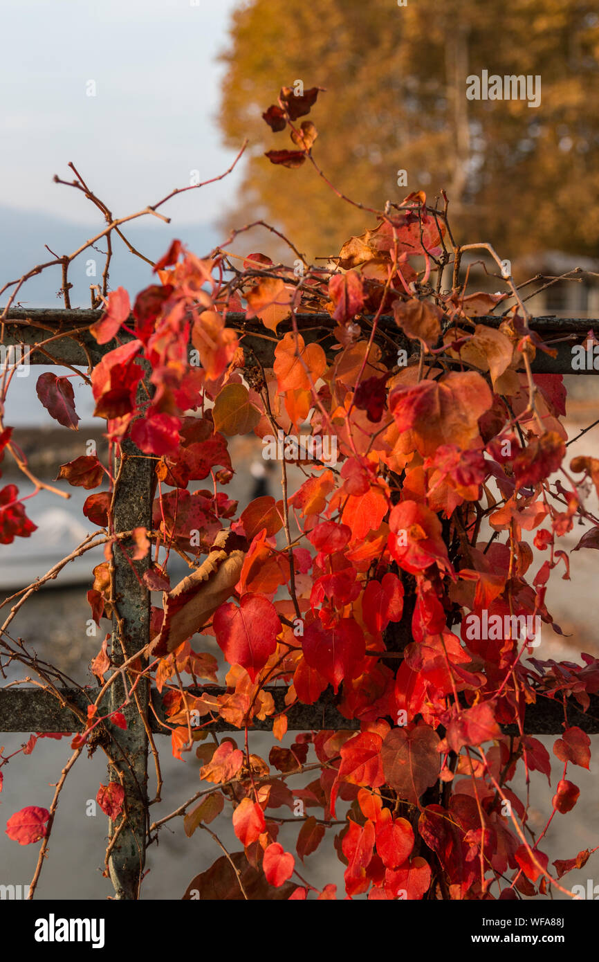 The colors of autumn leaves Stock Photo - Alamy