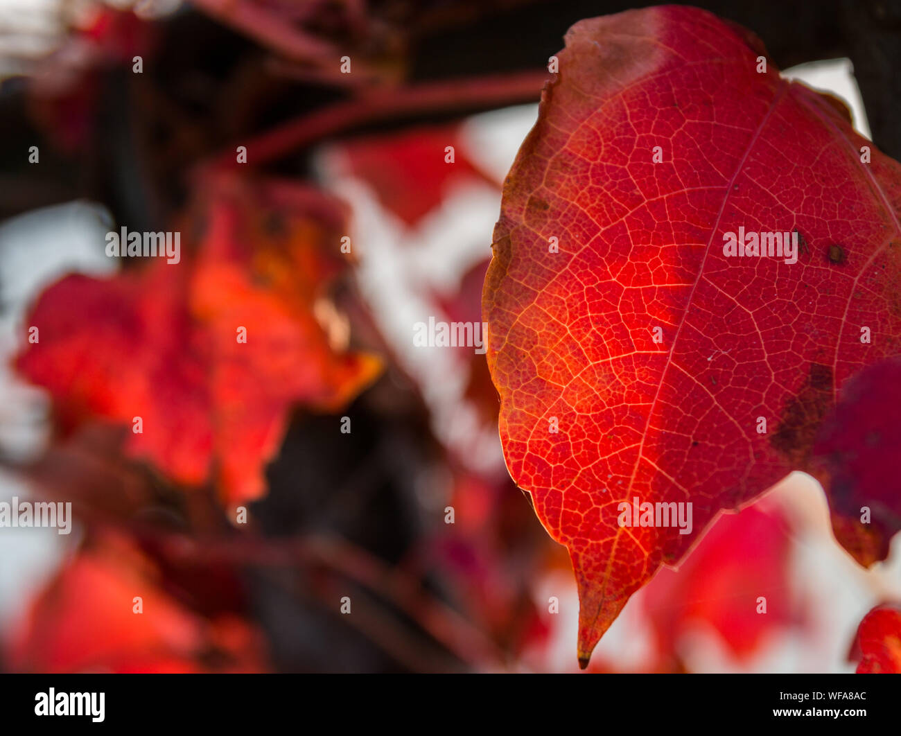 The colors of autumn leaves Stock Photo - Alamy