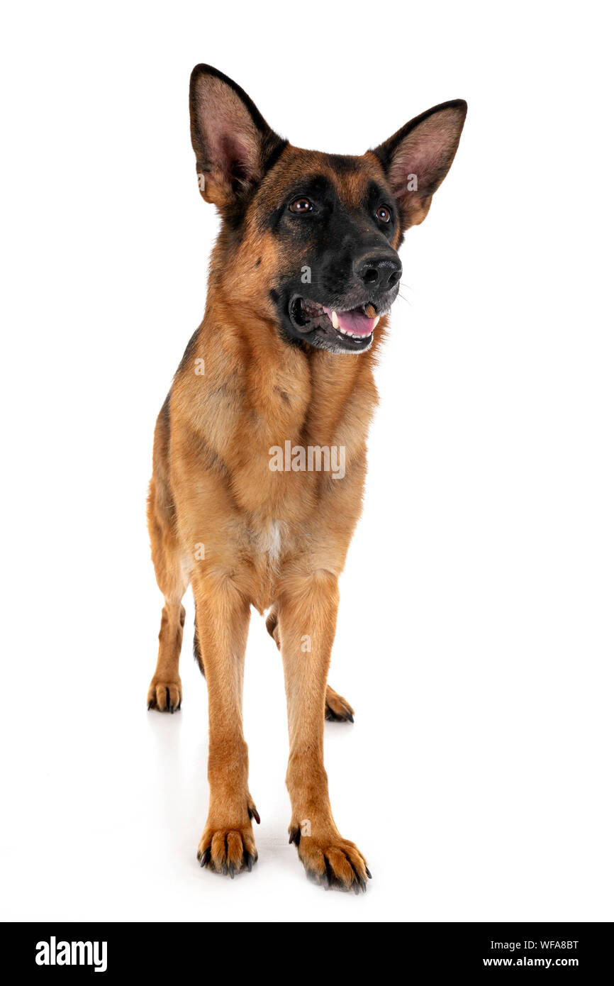 german shepherd in front of white background Stock Photo - Alamy