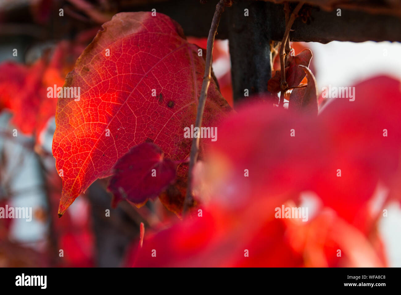 The colors of autumn leaves Stock Photo - Alamy