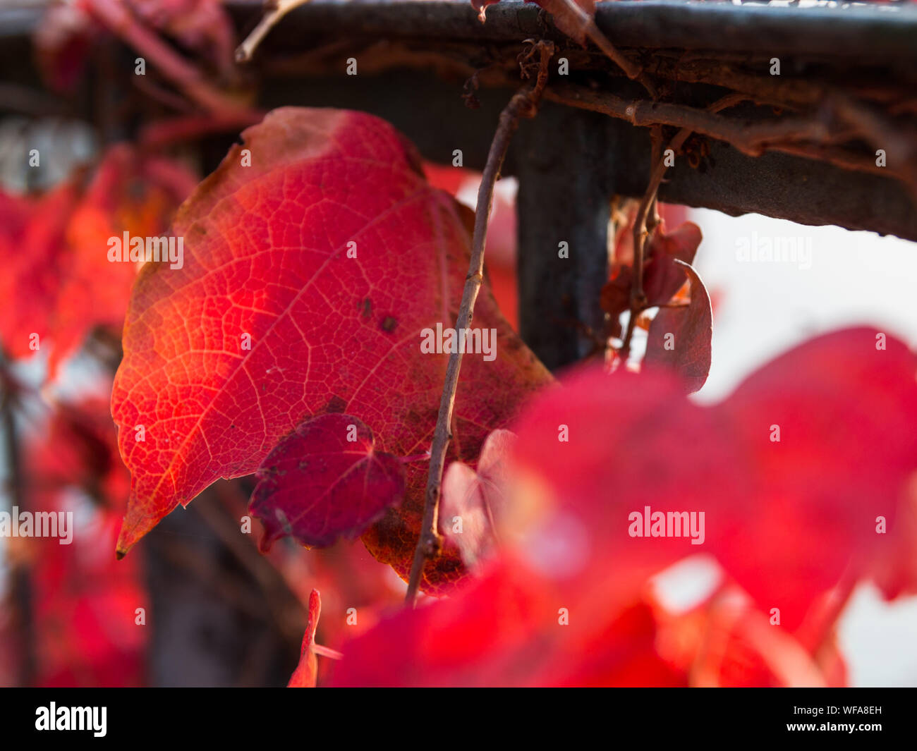 The colors of autumn leaves Stock Photo - Alamy
