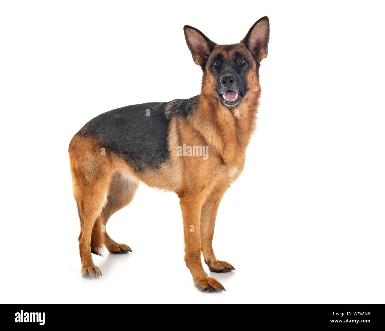 german shepherd in front of white background Stock Photo - Alamy