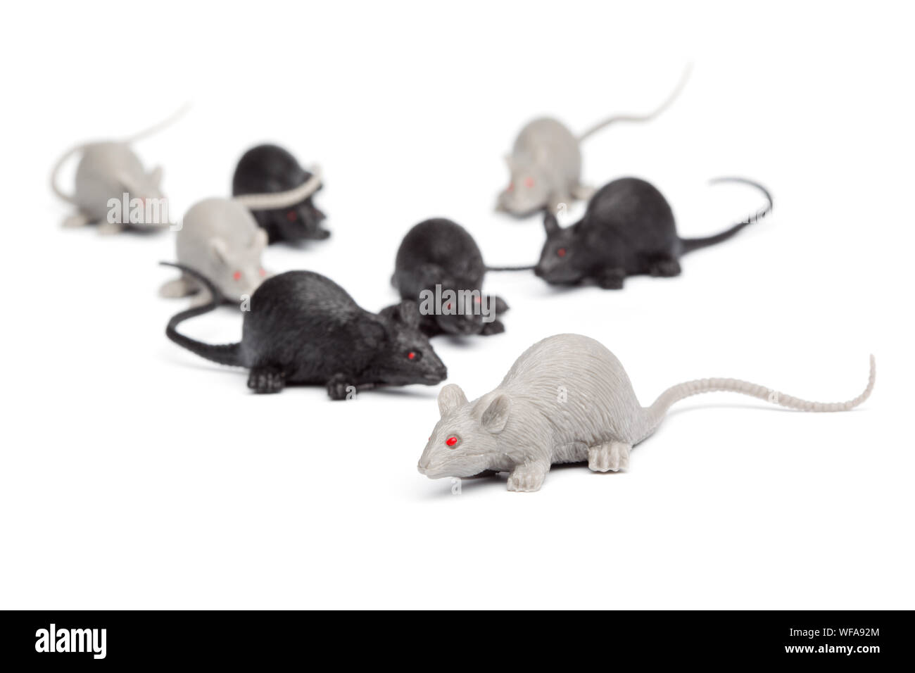 Gray Mouse High Resolution Stock Photography and Images - Alamy