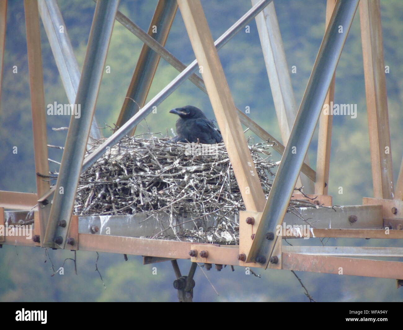 Bird under bridge hi-res stock photography and images - Alamy