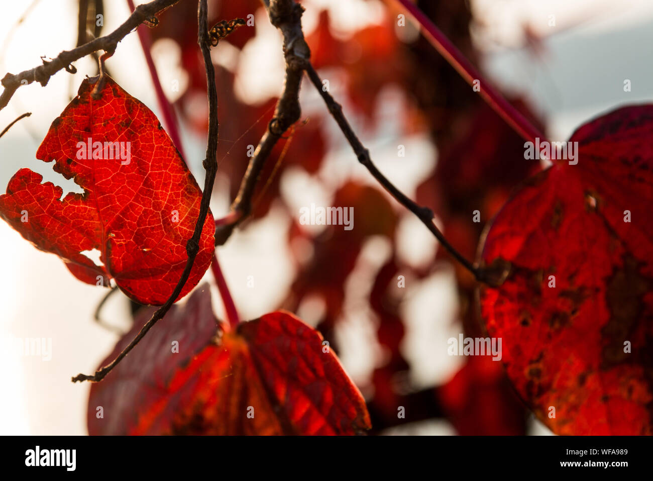 The colors of autumn leaves Stock Photo - Alamy