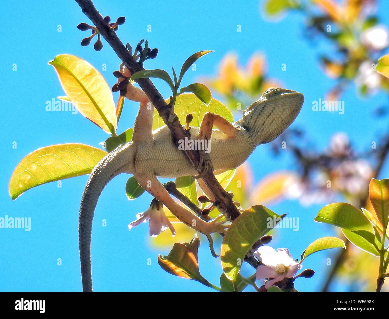 Standing Day Gecko High Resolution Stock Photography and Images - Alamy