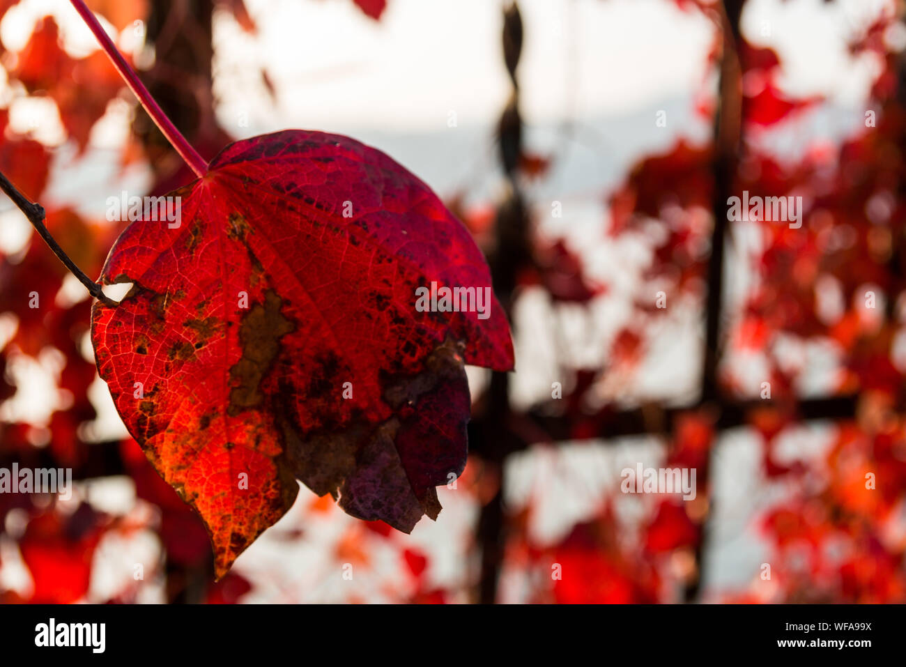 The colors of autumn leaves Stock Photo - Alamy