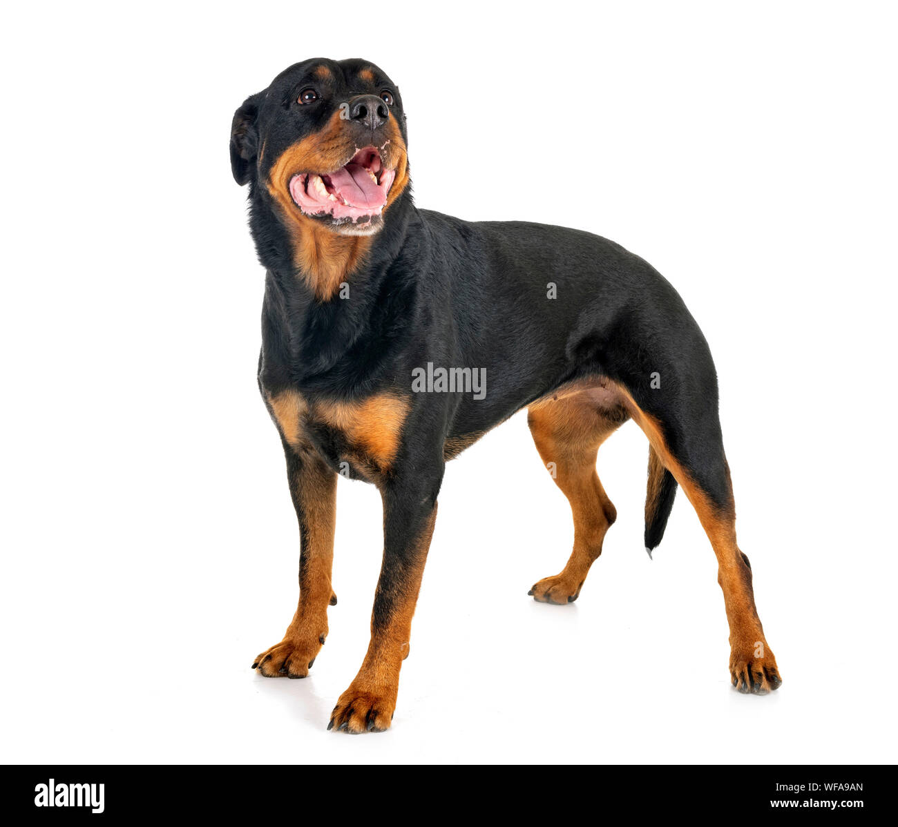 purebred rottweiler in front of white background Stock Photo - Alamy