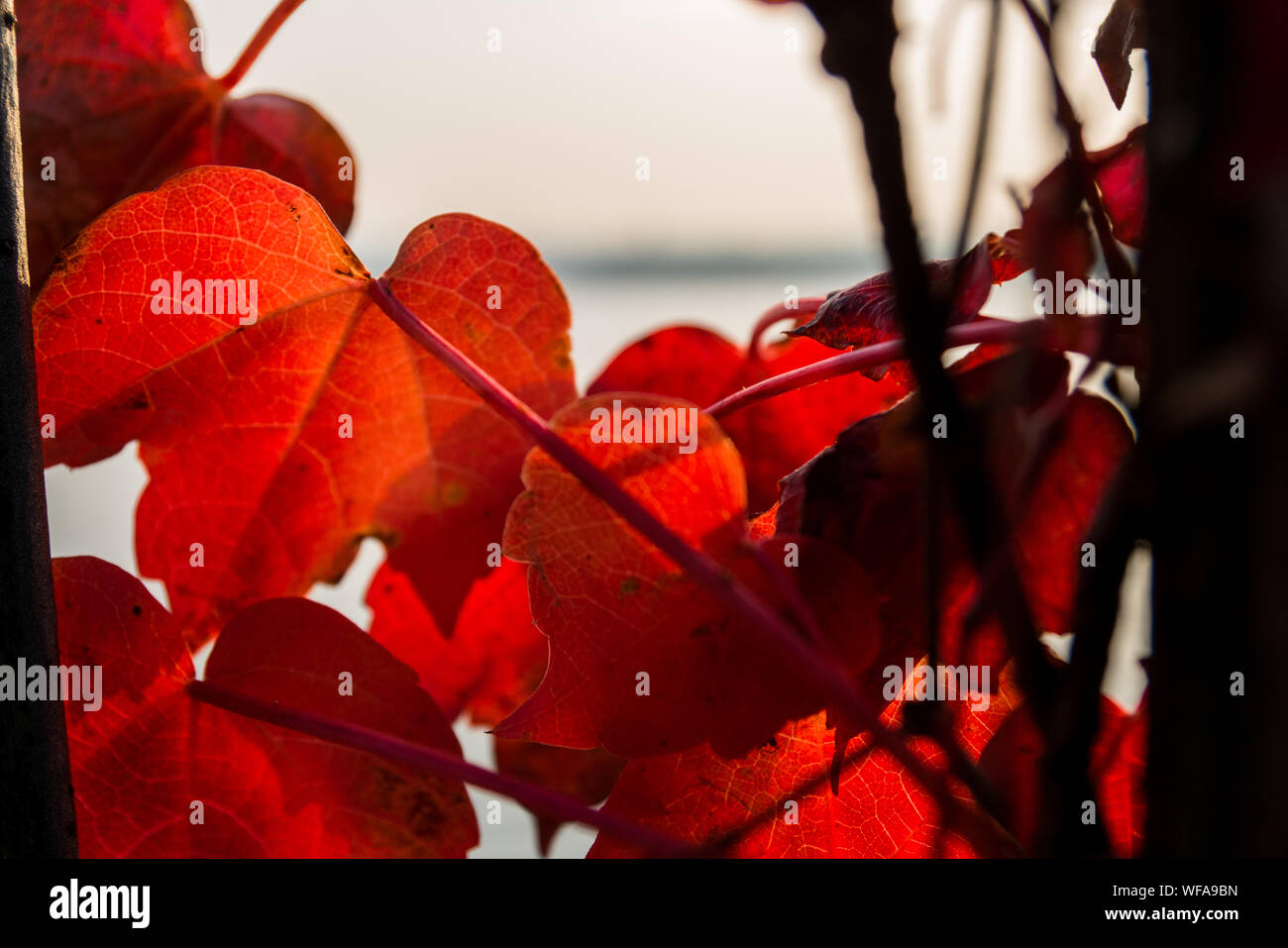 The colors of autumn leaves Stock Photo - Alamy