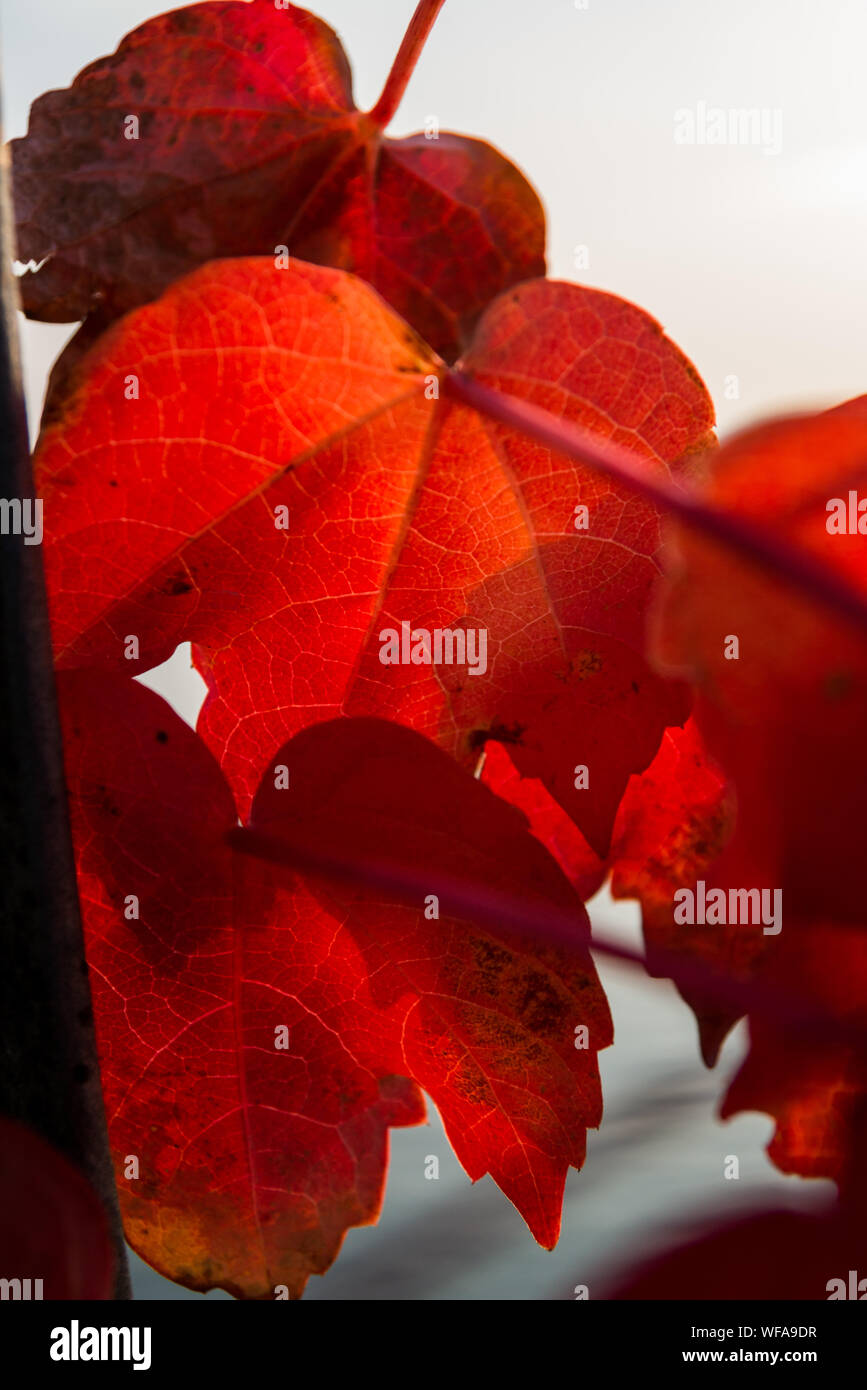 The colors of autumn leaves Stock Photo - Alamy
