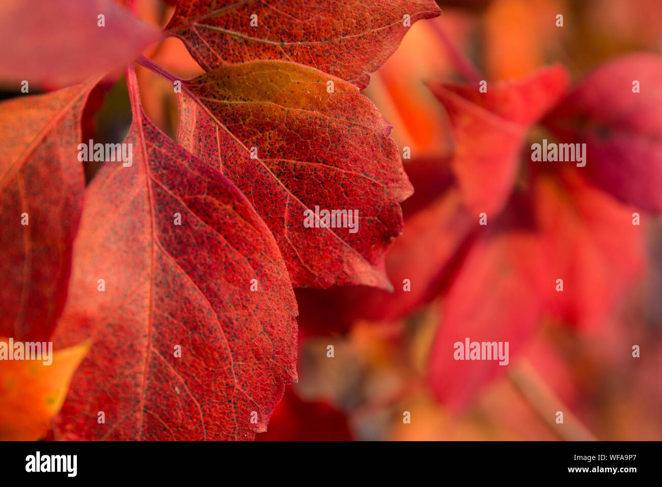 The colors of autumn leaves Stock Photo - Alamy