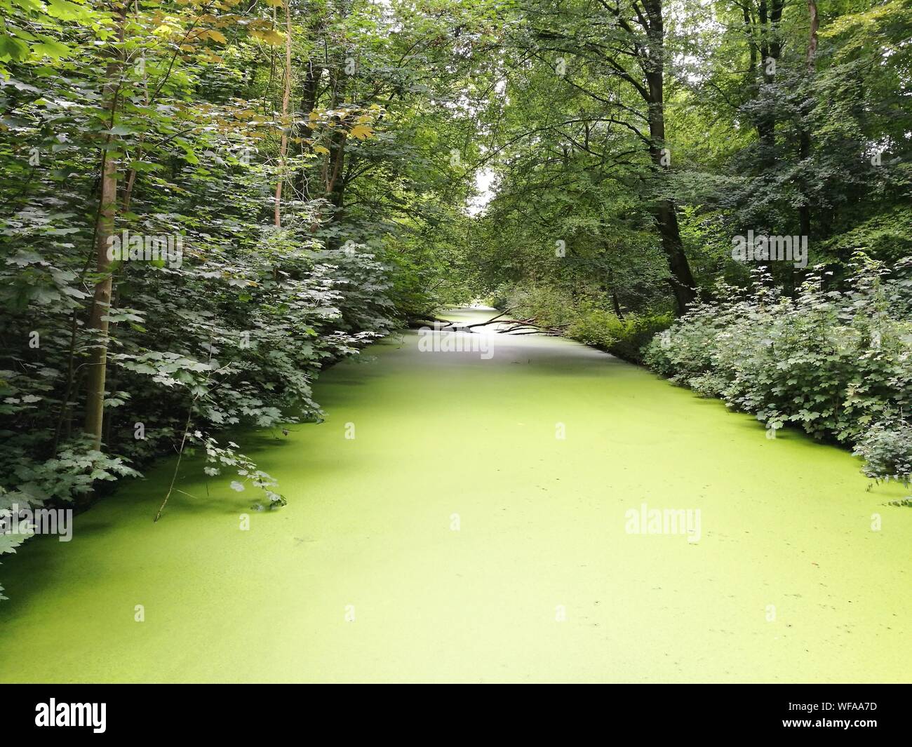 Algae in swamp hi-res stock photography and images - Alamy