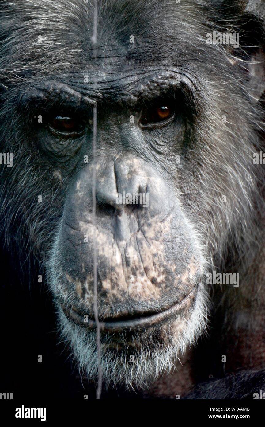 Chimpanzee looking at the camera hi-res stock photography and images ...