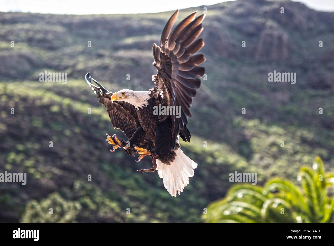 Eagle flying mountain hi-res stock photography and images - Alamy
