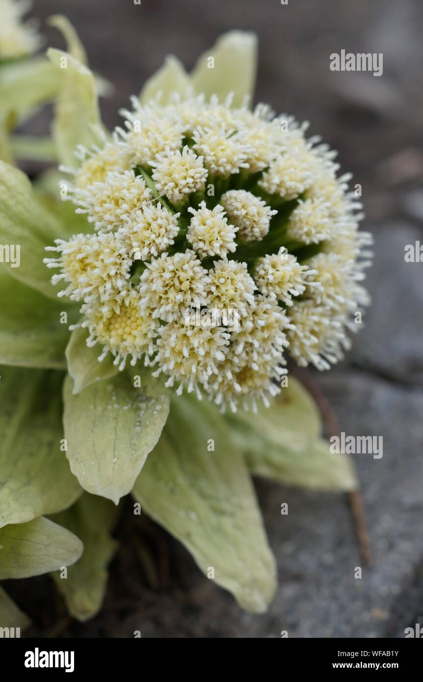 Butterbur leaf hi-res stock photography and images - Alamy