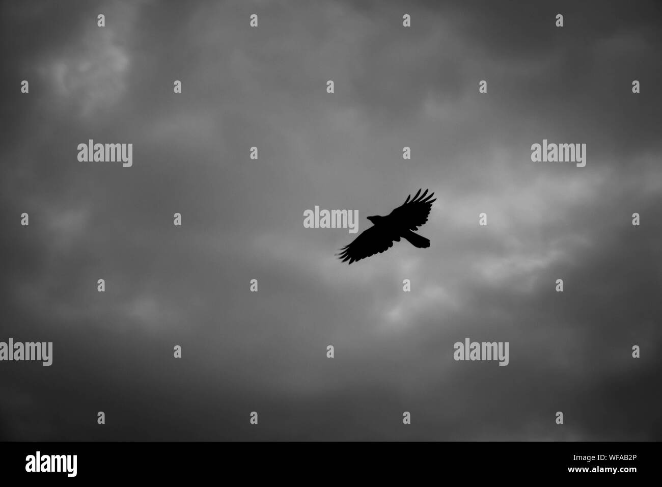 Flying Crow Black and White Stock Photos & Images - Alamy
