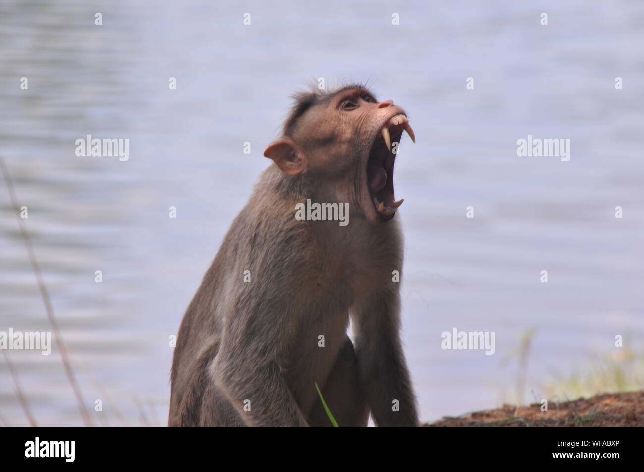 Monkey mouth hi-res stock photography and images - Alamy