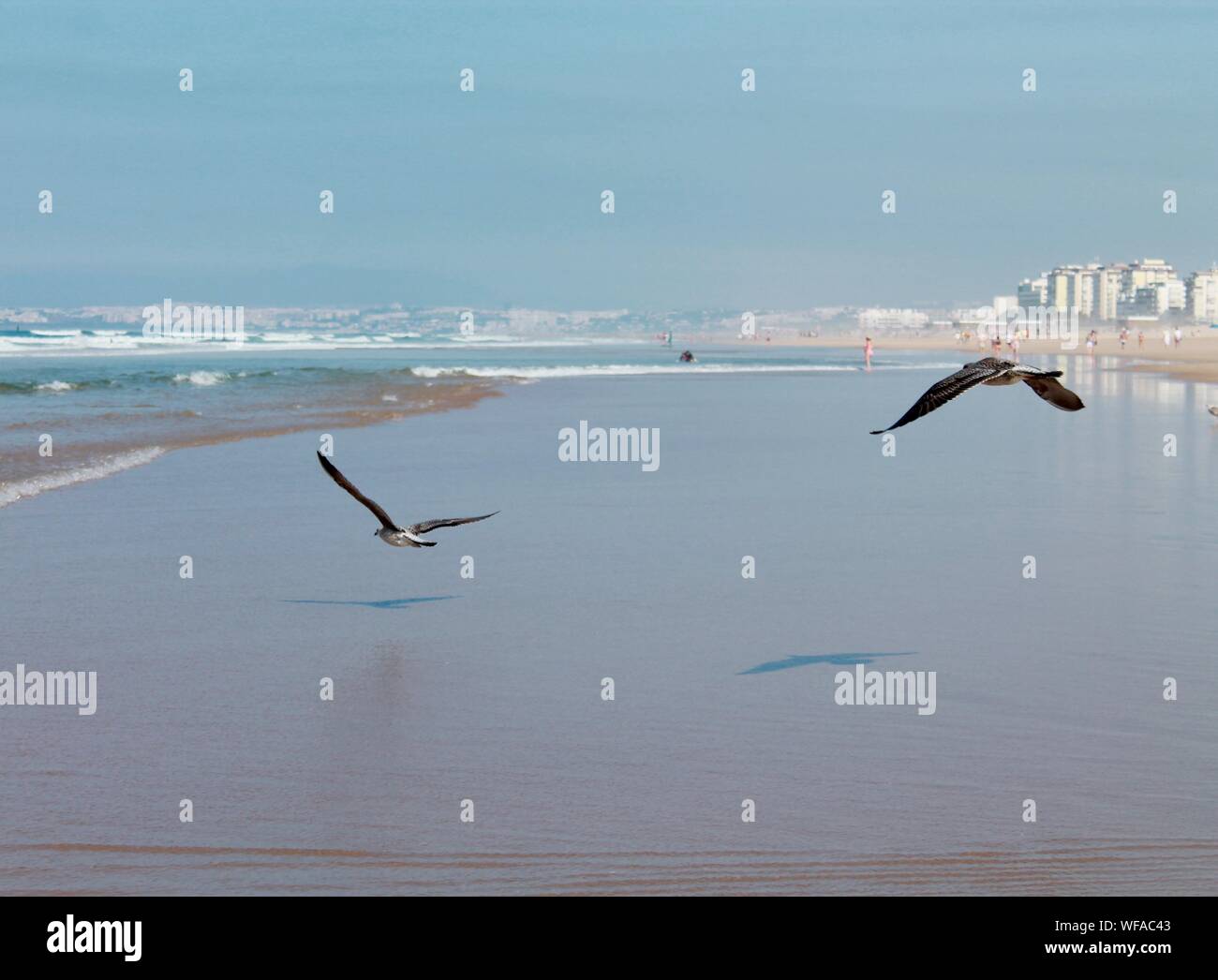 Flying shore hi-res stock photography and images - Alamy