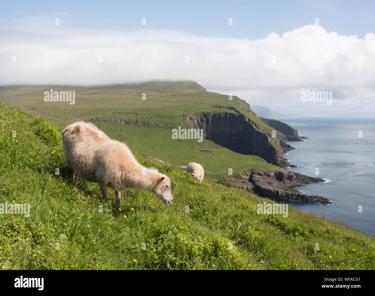 Faroe islands sheep cliff hi-res stock photography and images - Alamy