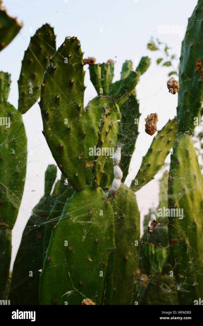 Cactus spider web hi-res stock photography and images - Alamy
