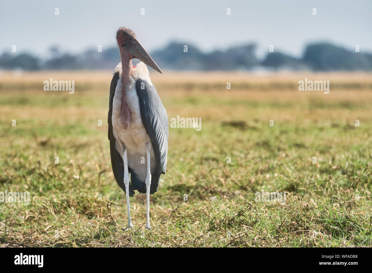 Marabou in the wild, South Africa Stock Photo - Alamy