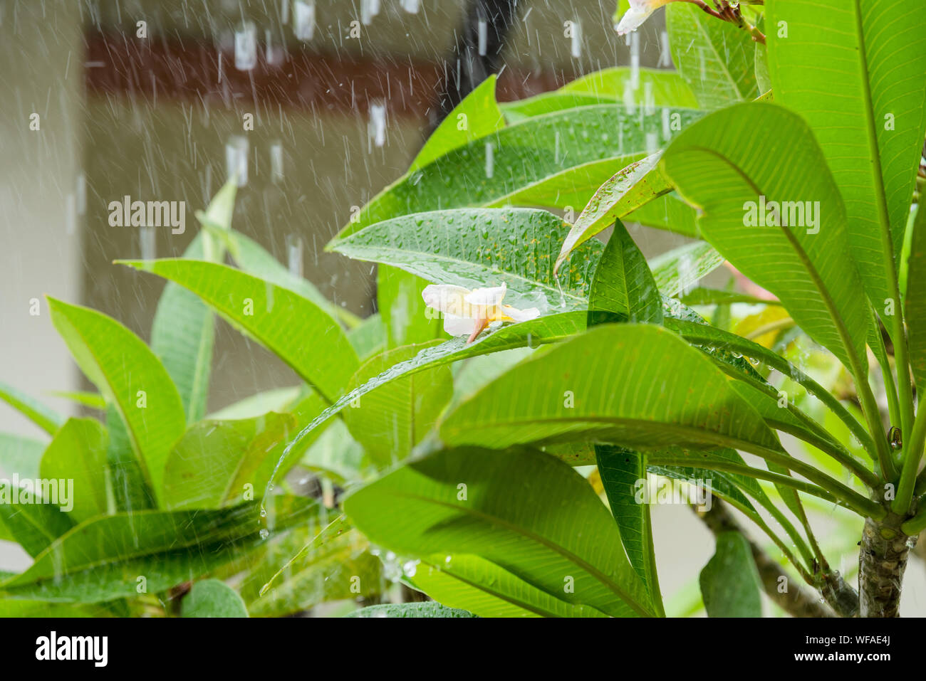 Rainy season plants hi-res stock photography and images - Alamy