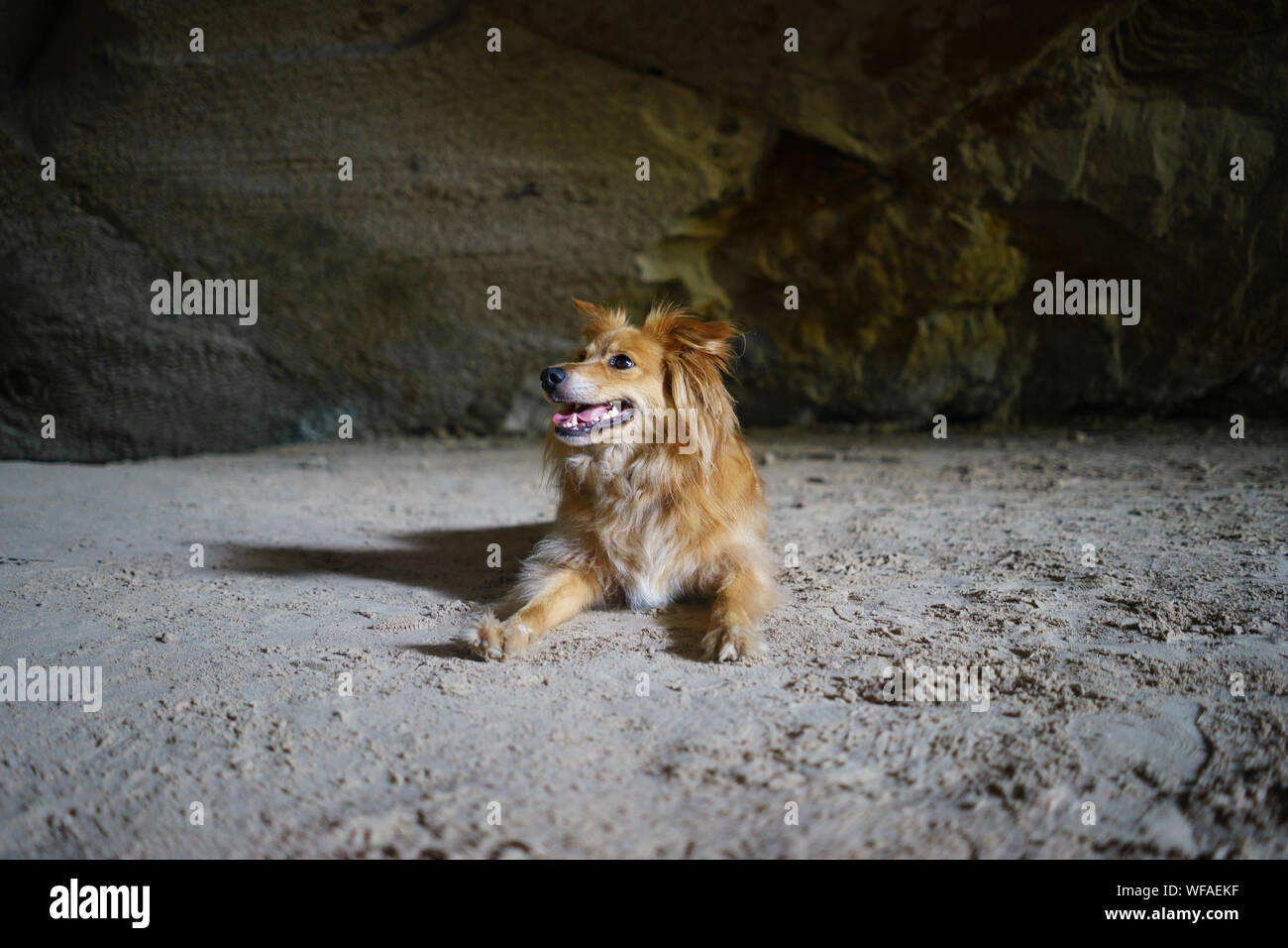 Cave dog hi-res stock photography and images - Alamy