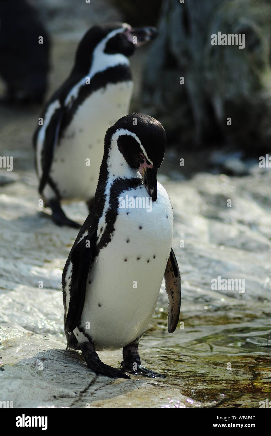 Wet penguin hi-res stock photography and images - Alamy