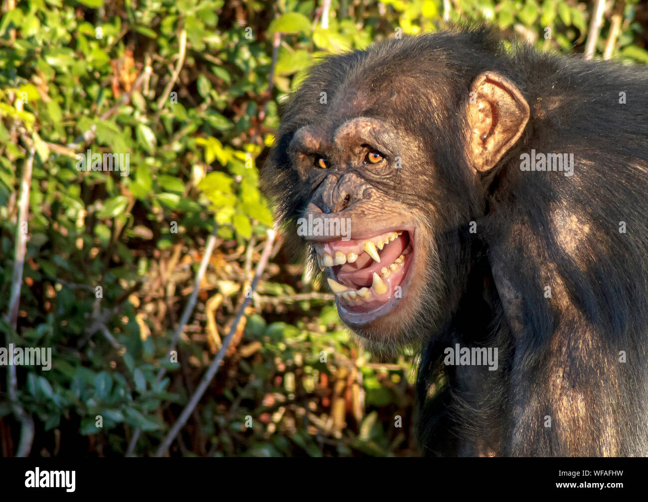 Chimpanzee Teeth High Resolution Stock Photography and Images - Alamy