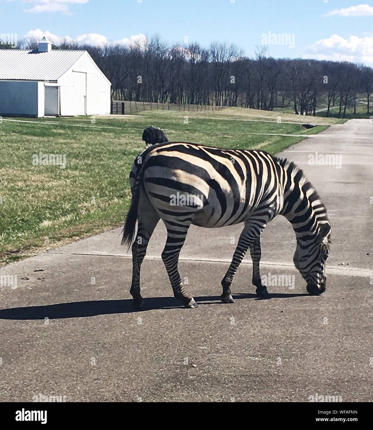 Zebra house hi-res stock photography and images - Alamy