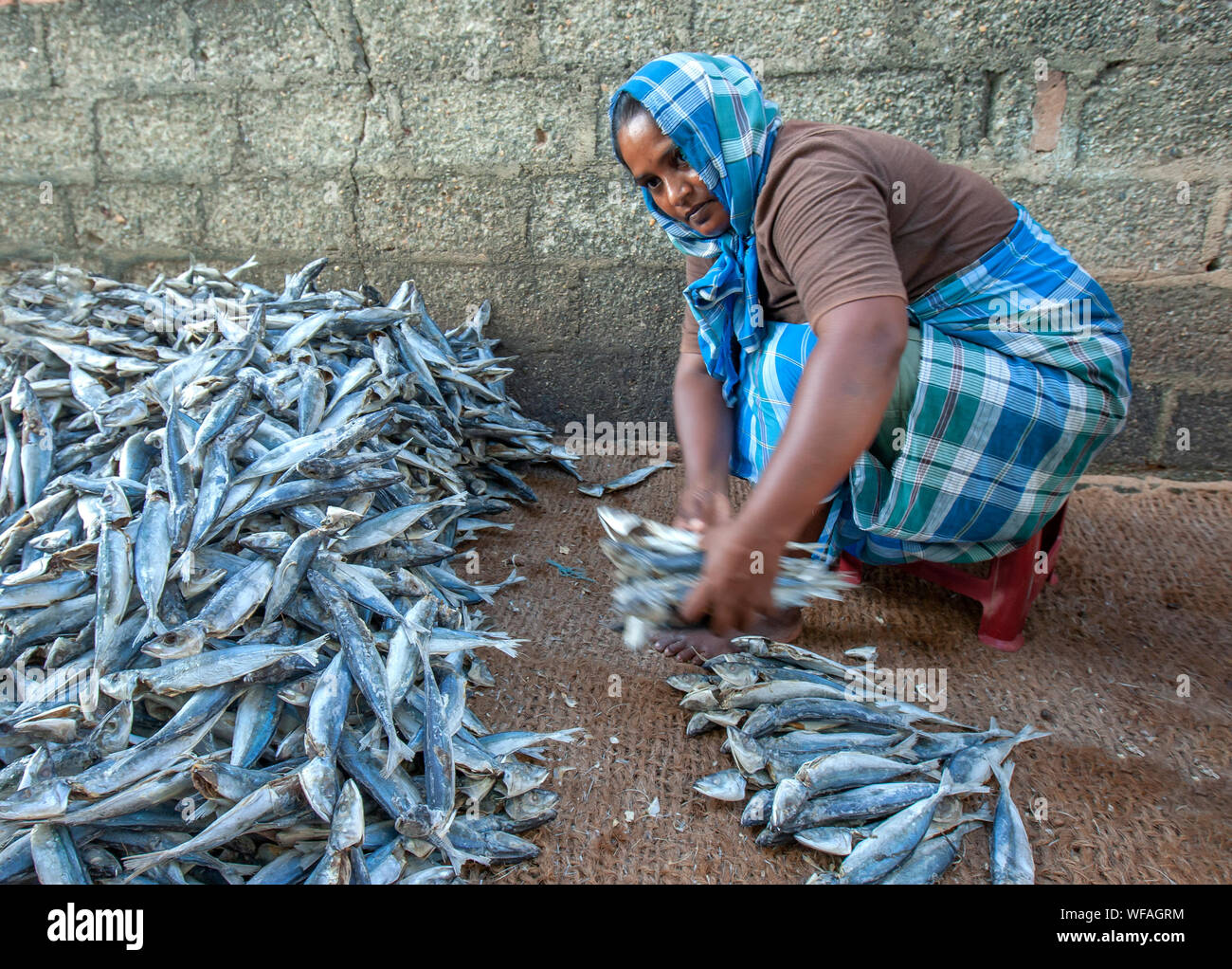 A lady sorting dried sardine fish on hessian matting at Negombo in Sri ...