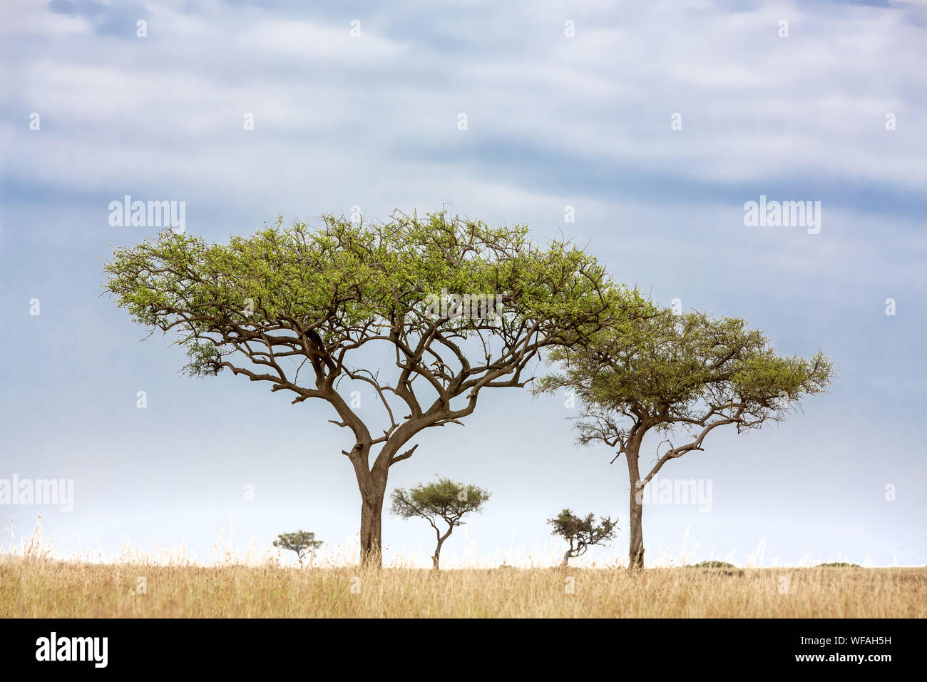 Acacia tress in the Masai Mara, Kenya. Two trees in the foreground ...