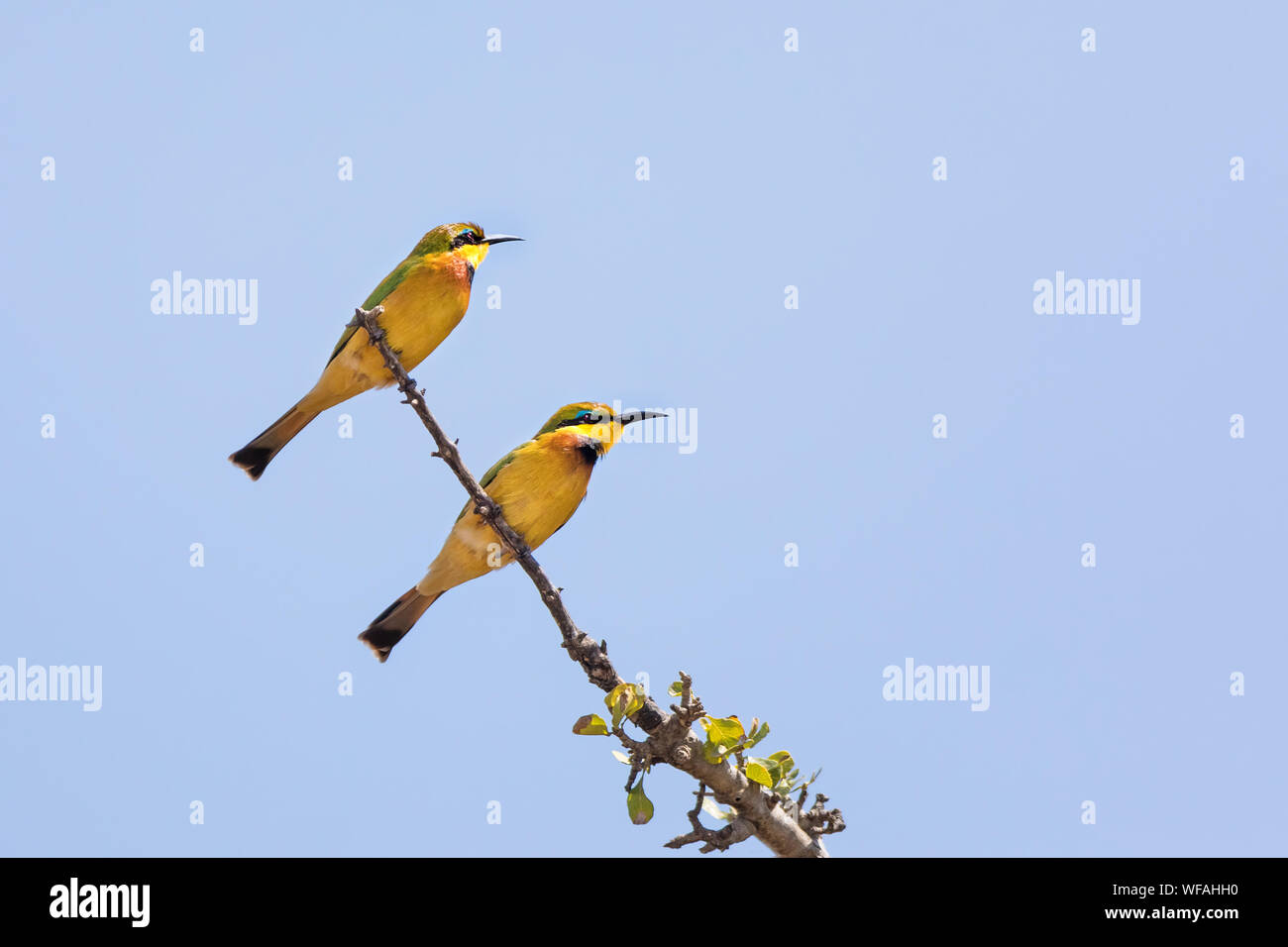 Bee triangle hi-res stock photography and images - Alamy