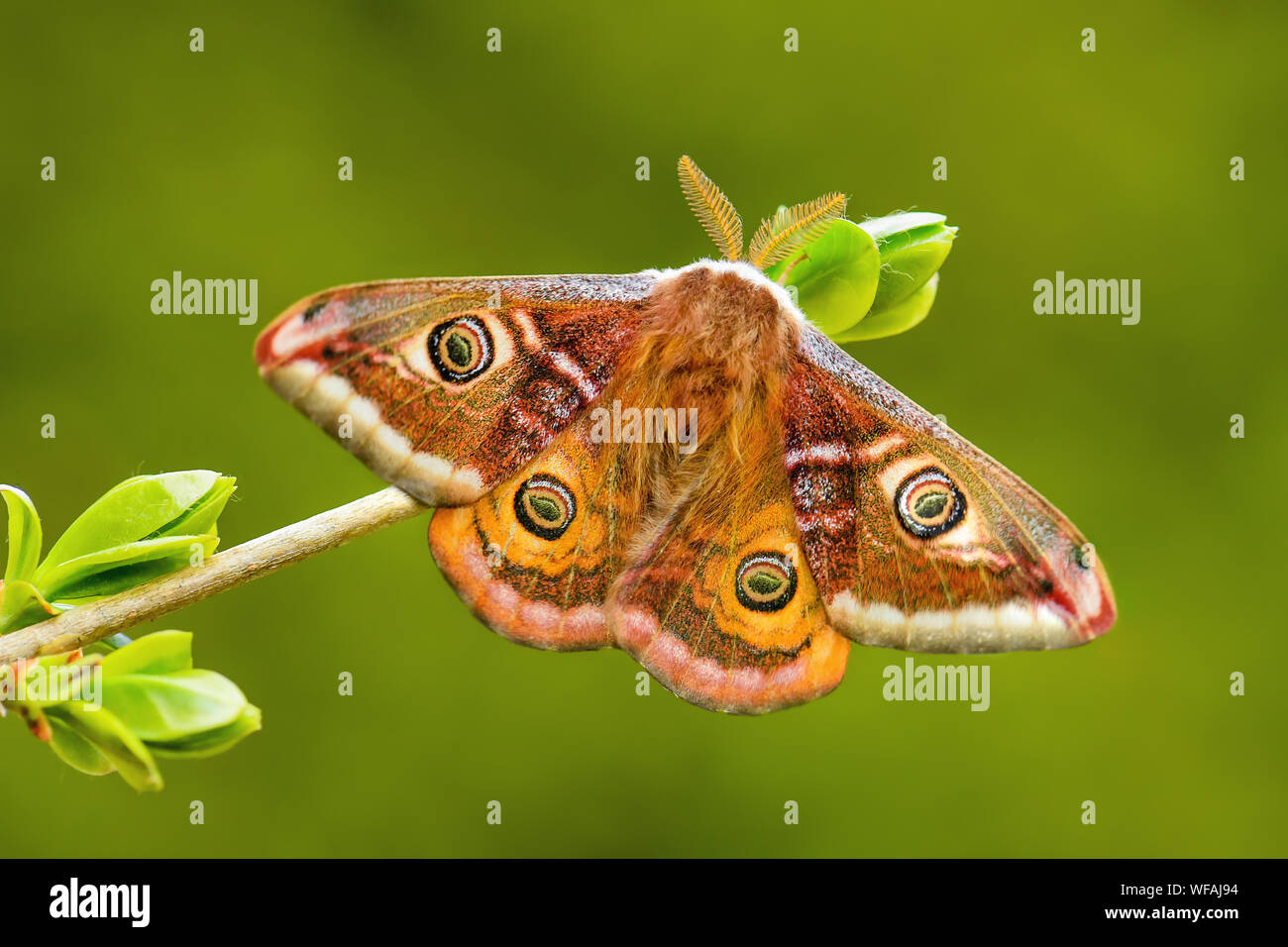 Emperor Moth - Saturnia pavonia, beautiful rare moth from European ...
