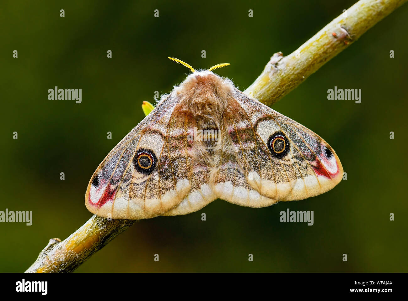 Emperor Moth - Saturnia pavonia, beautiful rare moth from European ...