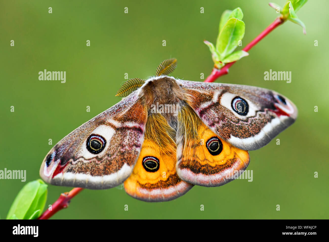 Emperor Moth - Saturnia pavonia, beautiful rare moth from European ...
