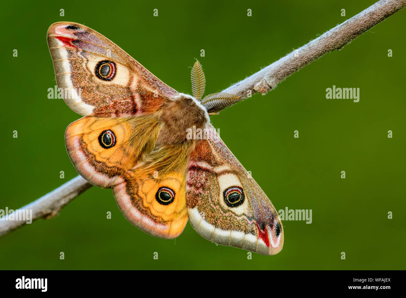 Emperor Moth - Saturnia pavonia, beautiful rare moth from European ...