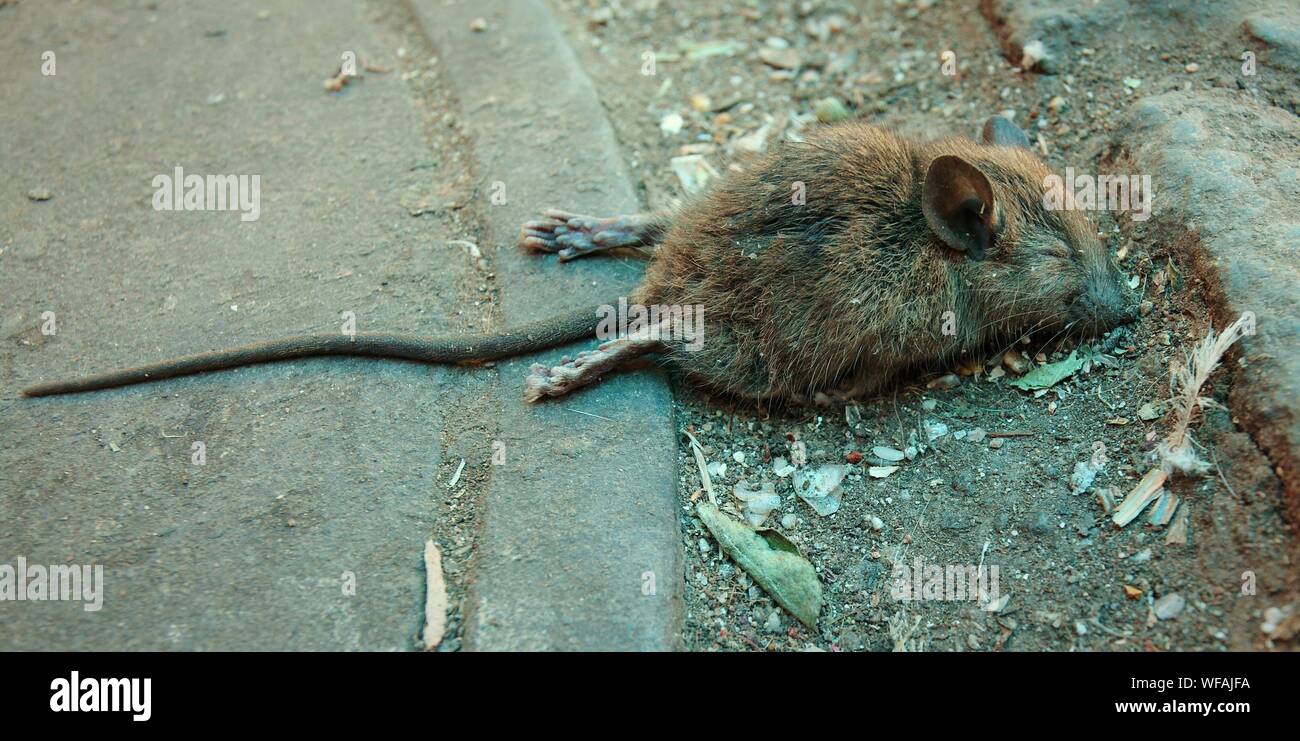 Death of mouse hi-res stock photography and images - Alamy
