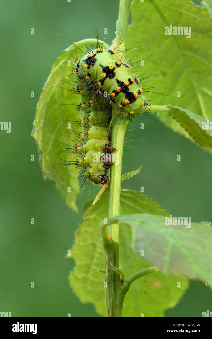 Emperor Moth - Saturnia pavonia, beautiful rare moth from European ...