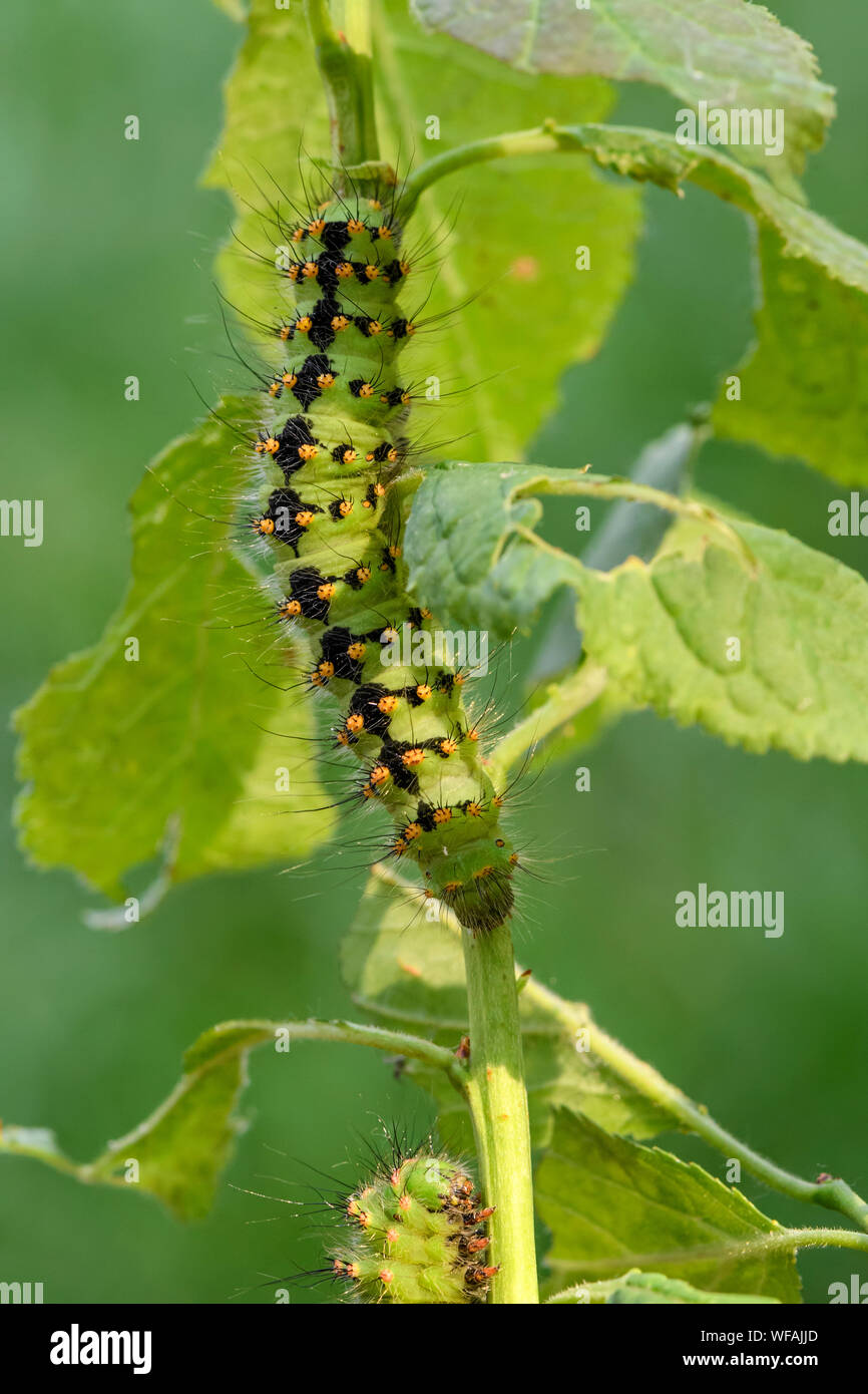 Emperor Moth - Saturnia pavonia, beautiful rare moth from European ...