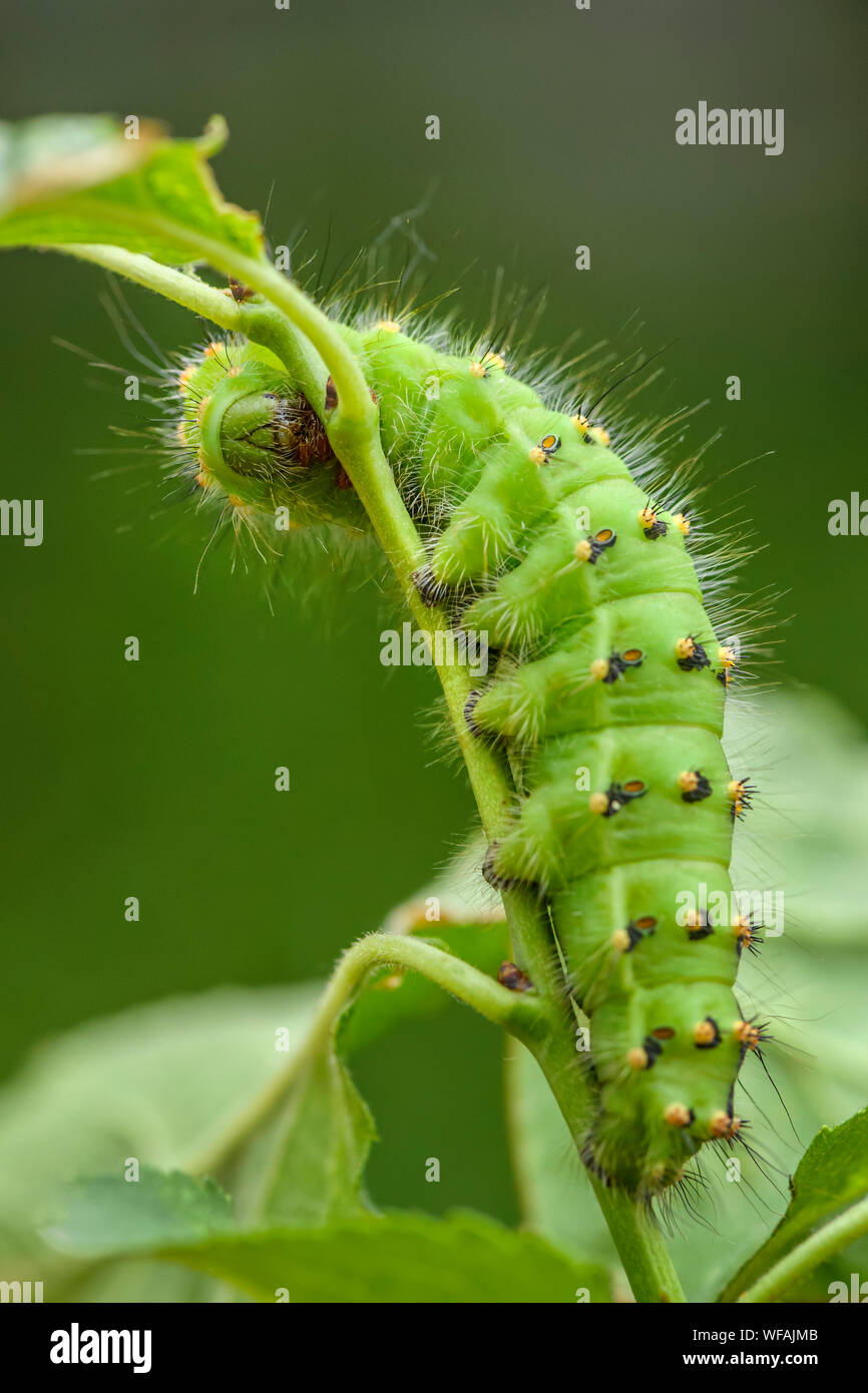 Emperor Moth - Saturnia pavonia, beautiful rare moth from European ...