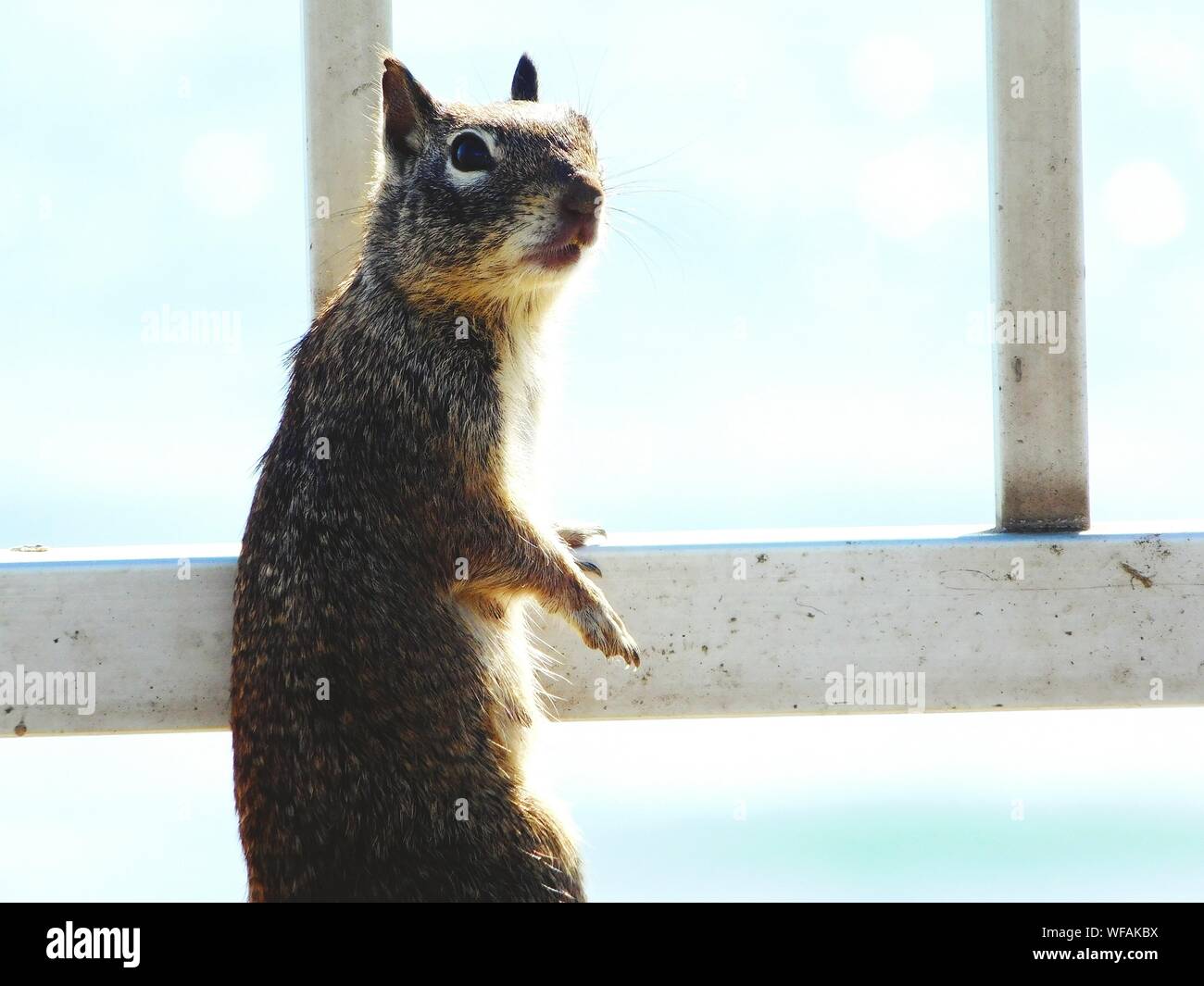Standing up squirrel hi-res stock photography and images - Alamy