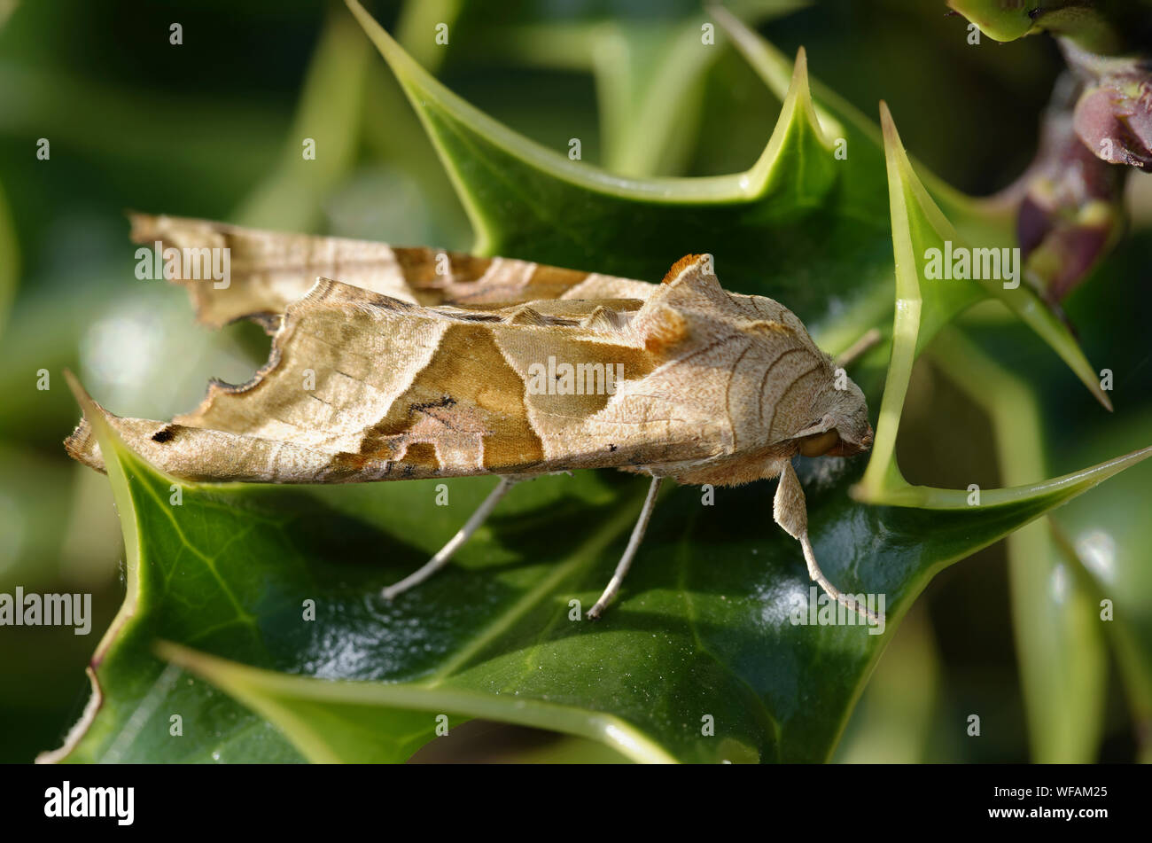 Angle Shades - Phlogophora meticulosa Moth resting on Holly Leaf Stock ...