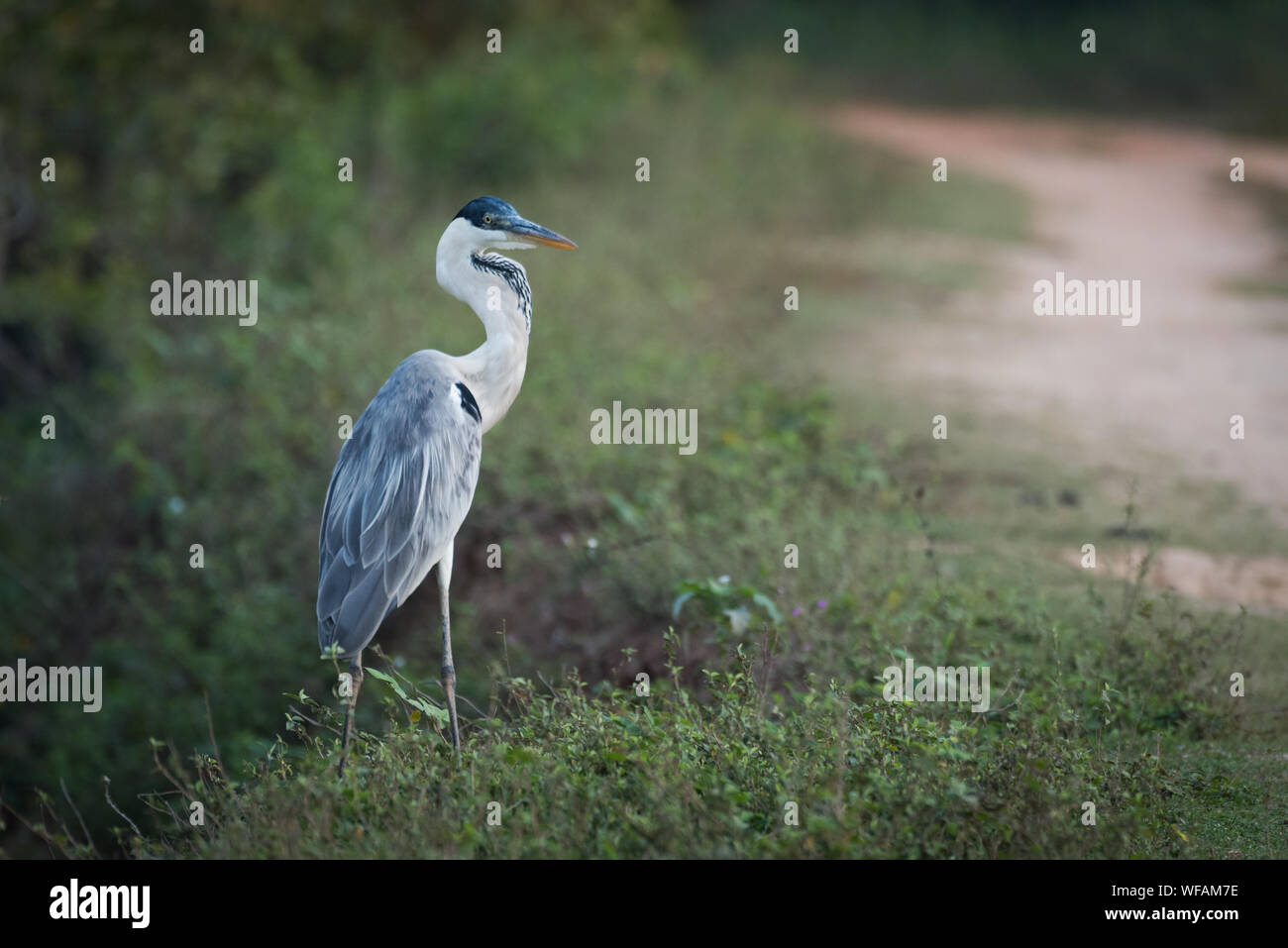 Heron grass hi-res stock photography and images - Alamy
