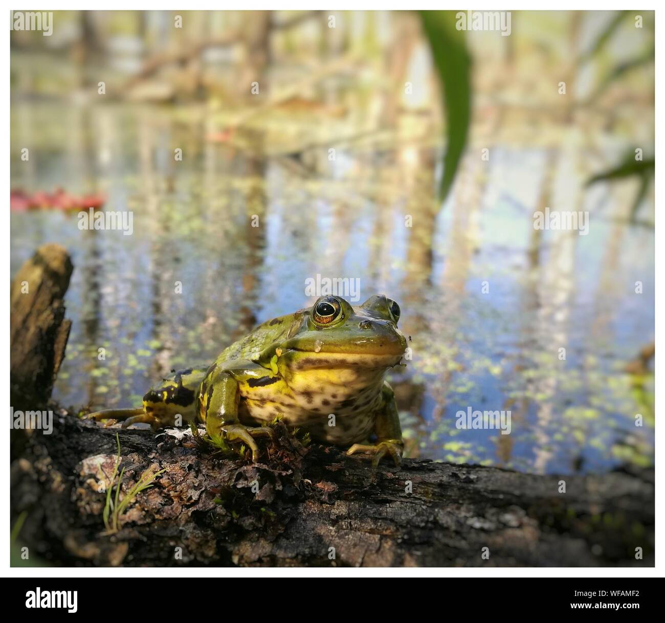 Close up frog hi-res stock photography and images - Alamy