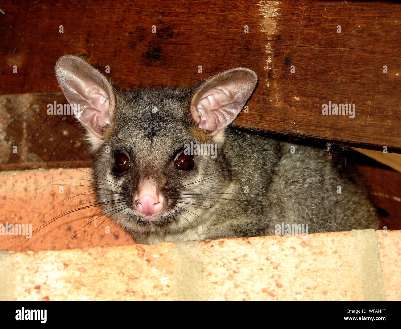 Common Brushtail Possum Stock Photos & Common Brushtail Possum Stock ...