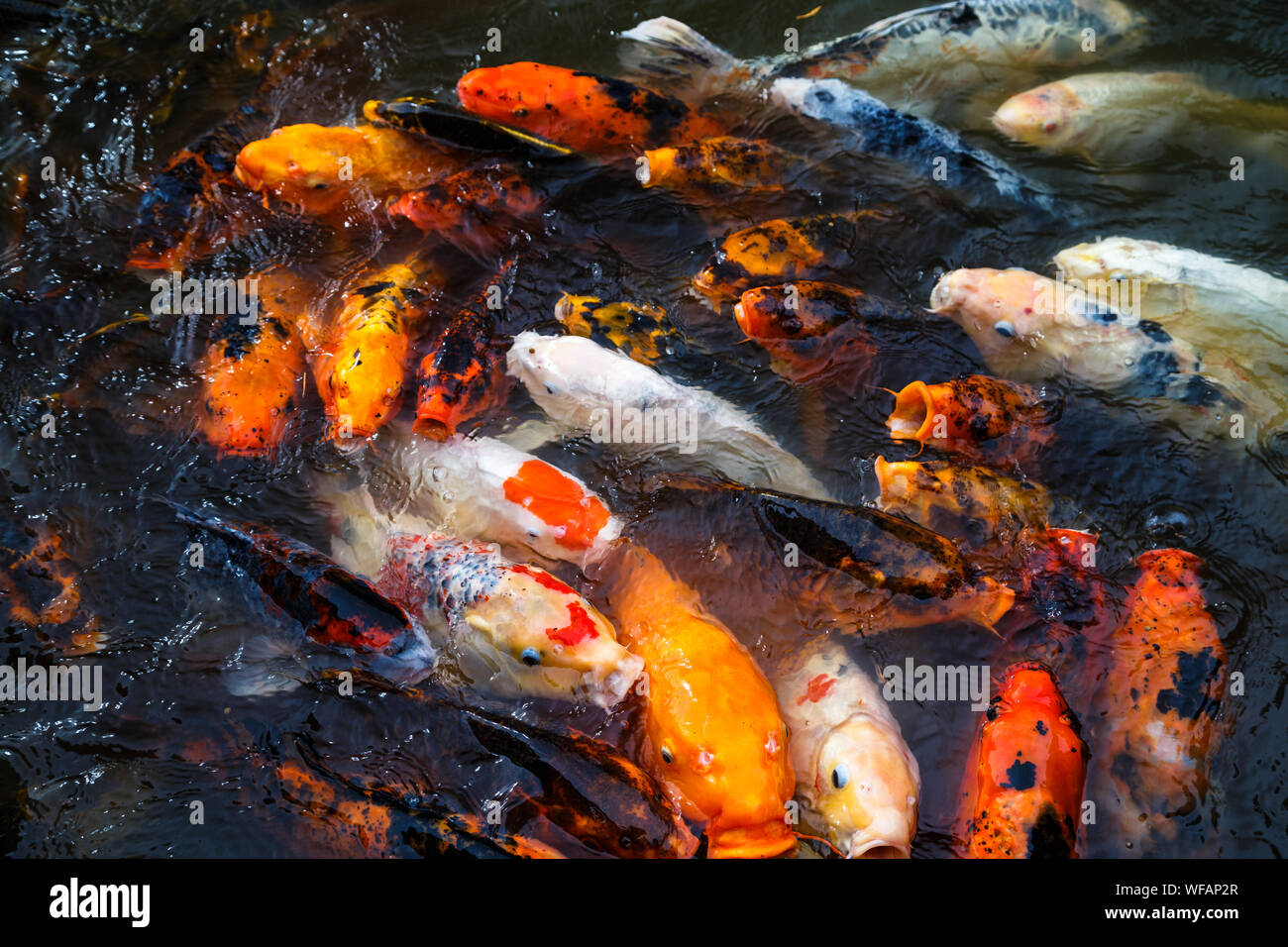 Chinese fish pond hi-res stock photography and images - Alamy