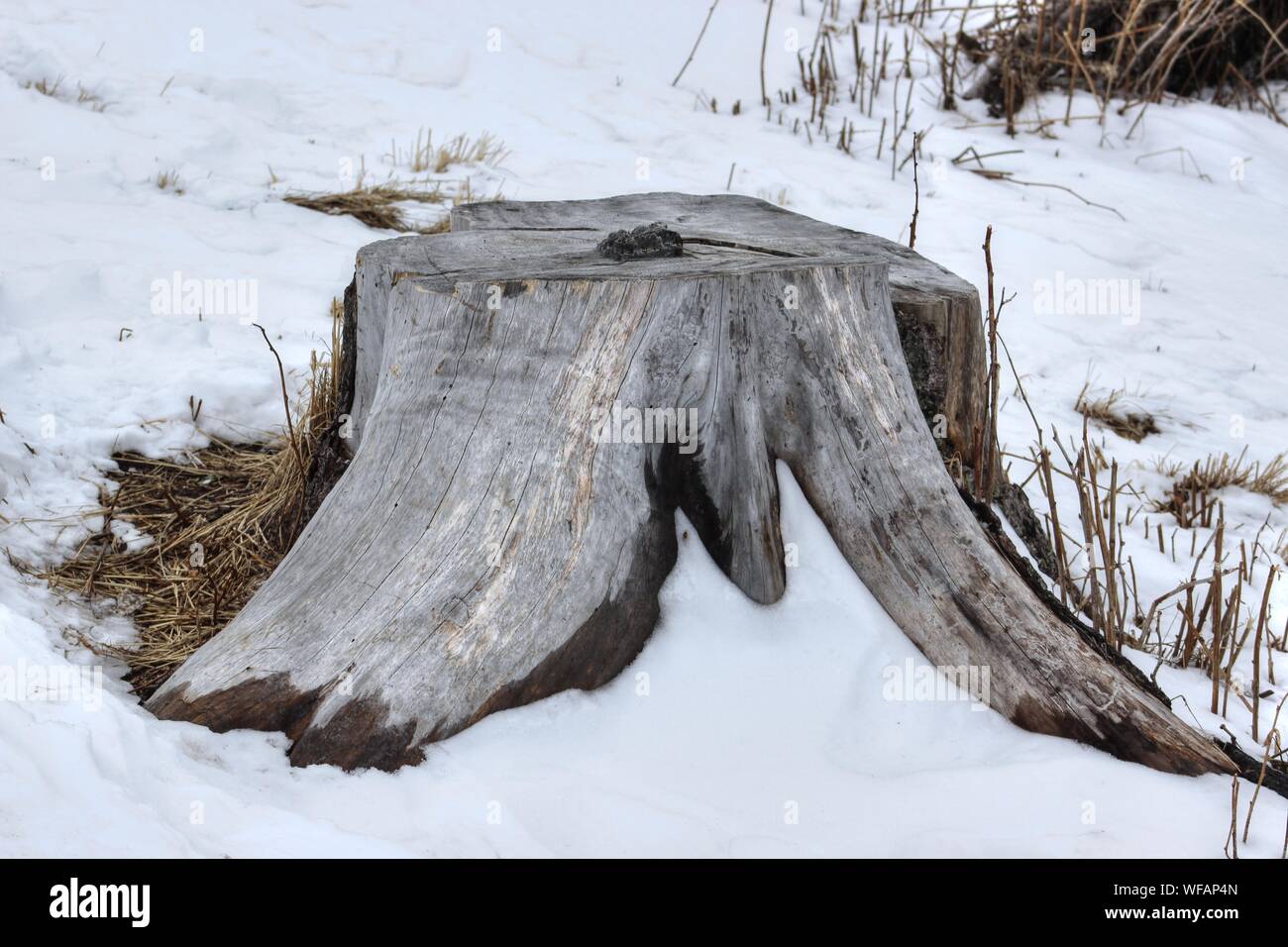 Tree stump with snow hi-res stock photography and images - Alamy